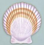 Shell Series - Fan Shell – Seaside Needlepoint